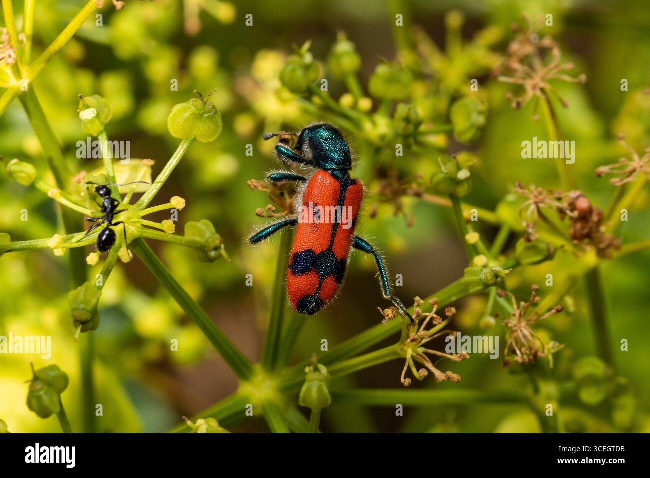 Endemic insects hi-res stock photography and images - Alamy