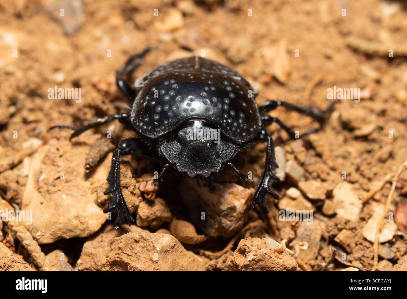 Rare and endemic insects in Greece Stock Photo - Alamy