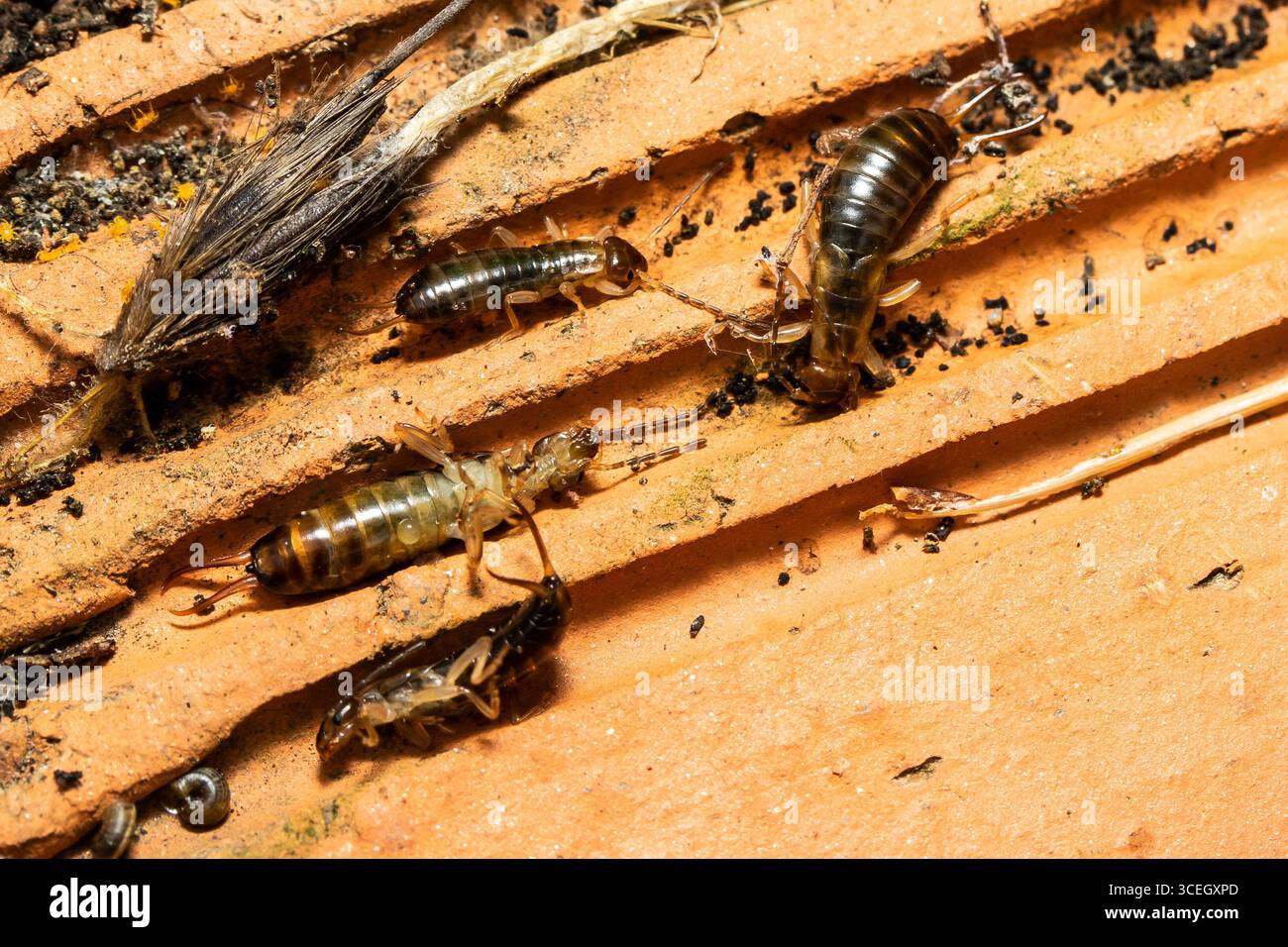 Rare and endemic insects in Greece Stock Photo - Alamy