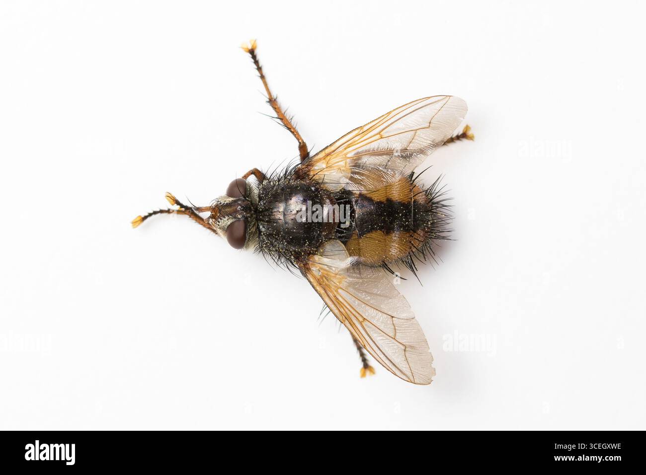 Insect insects behavior Cut Out Stock Images & Pictures - Alamy