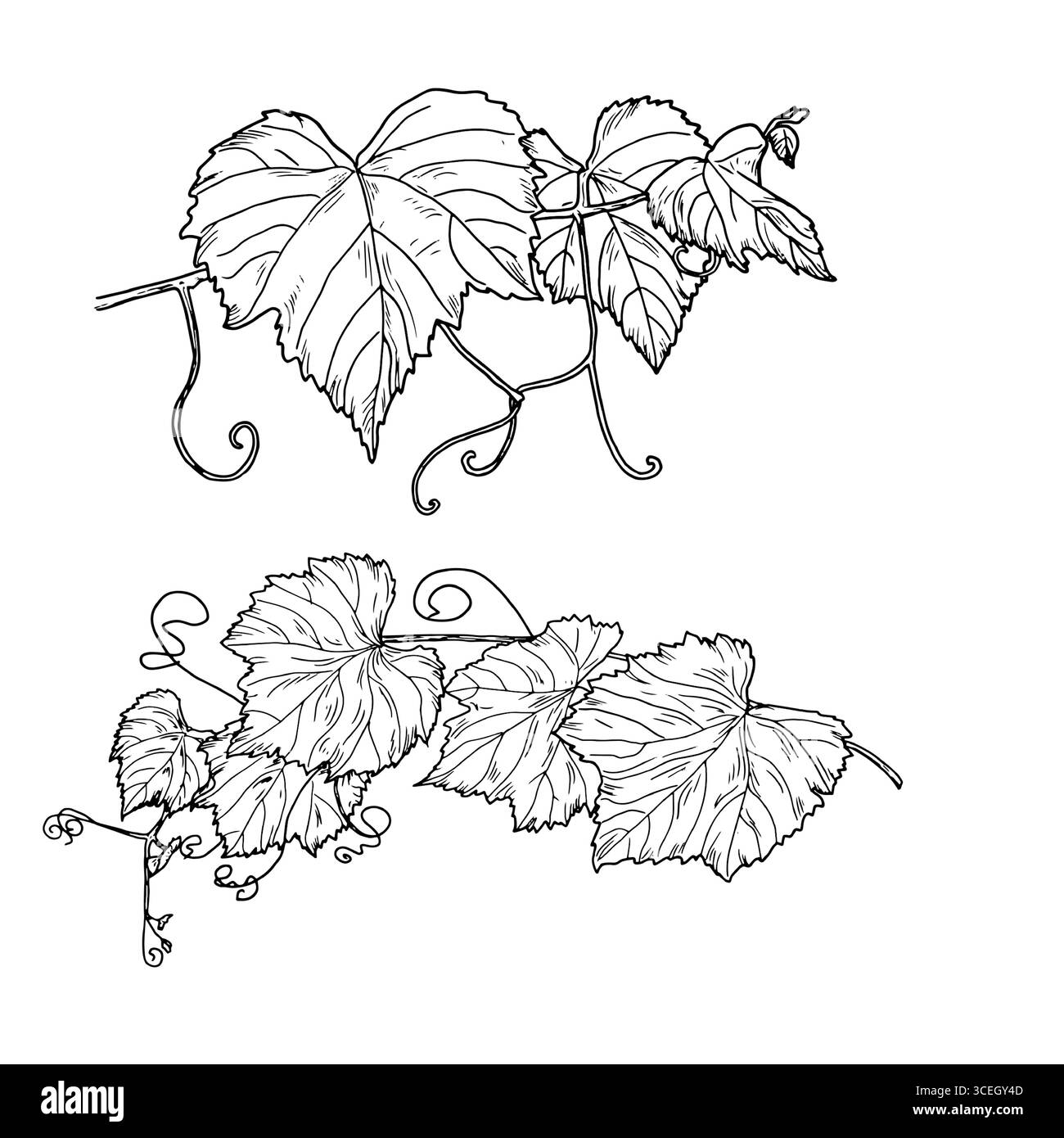 Garden bunches Black and White Stock Photos & Images - Alamy