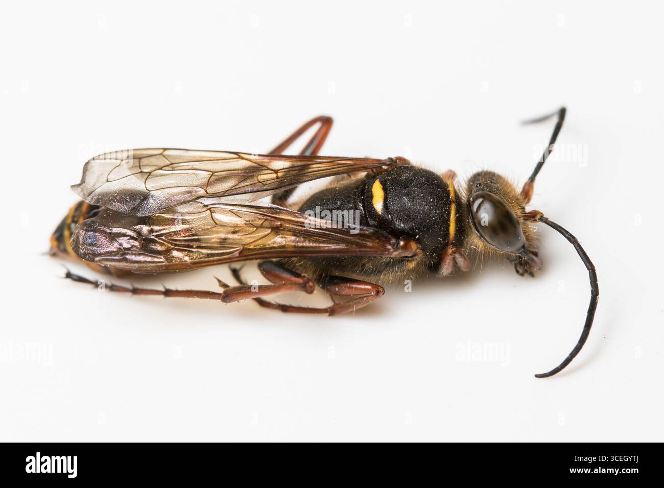 Insect insects behavior Cut Out Stock Images & Pictures - Alamy