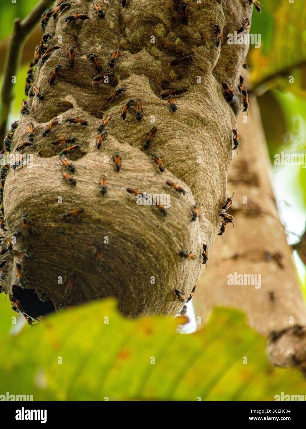 A close-up view of a bee nest on a tree trunk surrounded by green ...