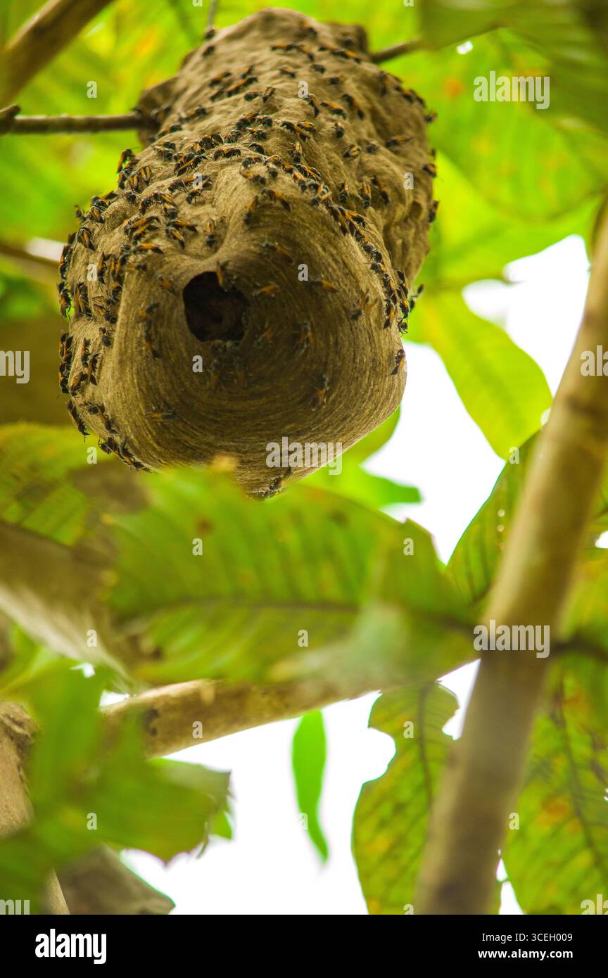 An up-close view of a bee hive nestled in lush greenery in Putumayo ...