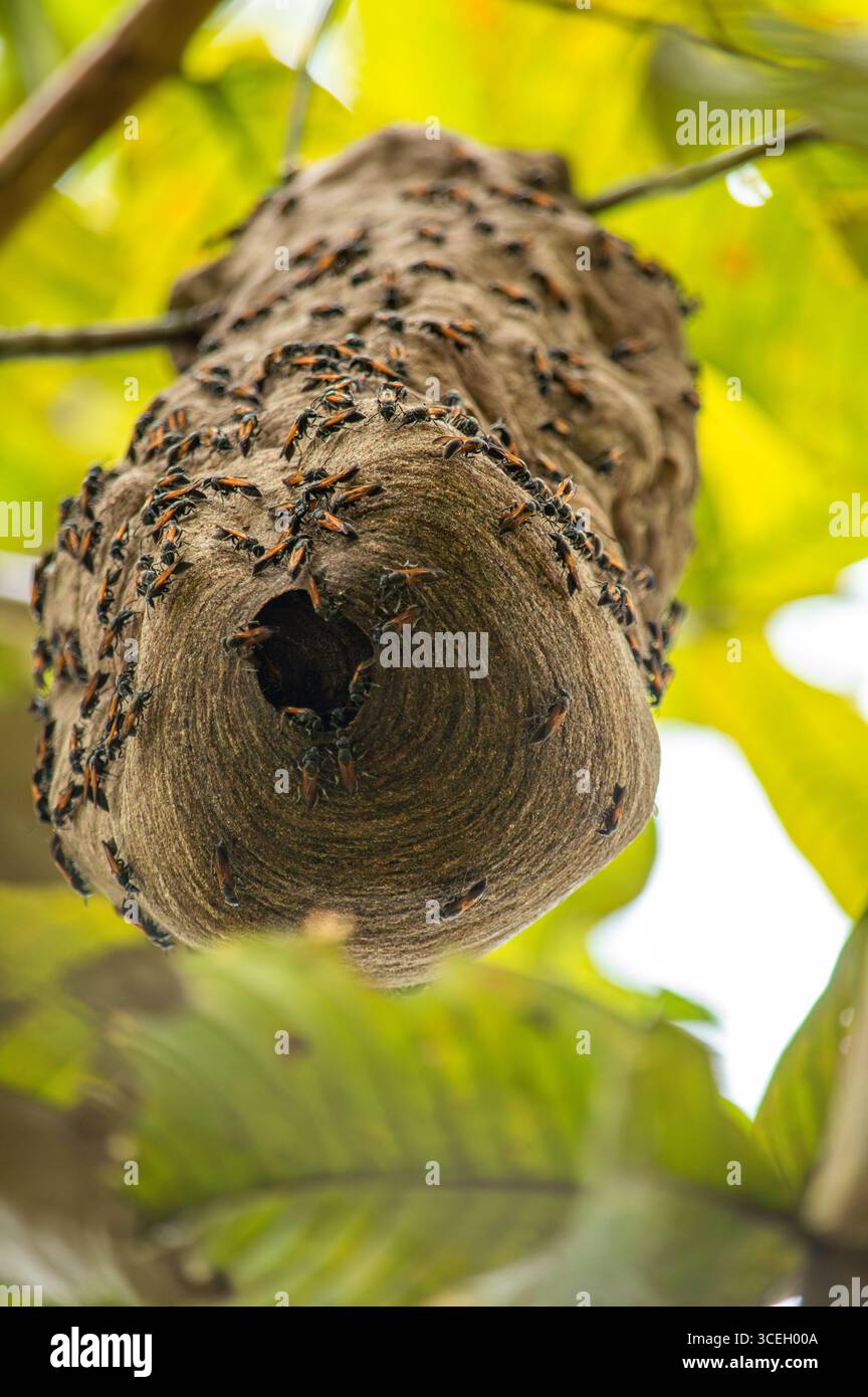 A close-up of a wasp nest hanging from a tree in Putumayo, Colombia ...