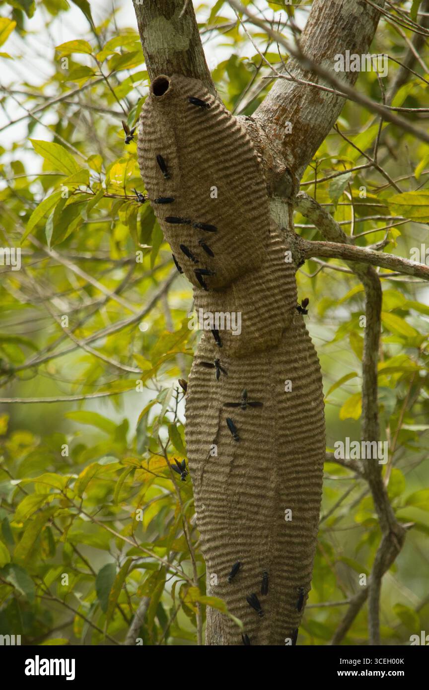 Close-up of an insect nest attached to a tree trunk, surrounded by lush ...
