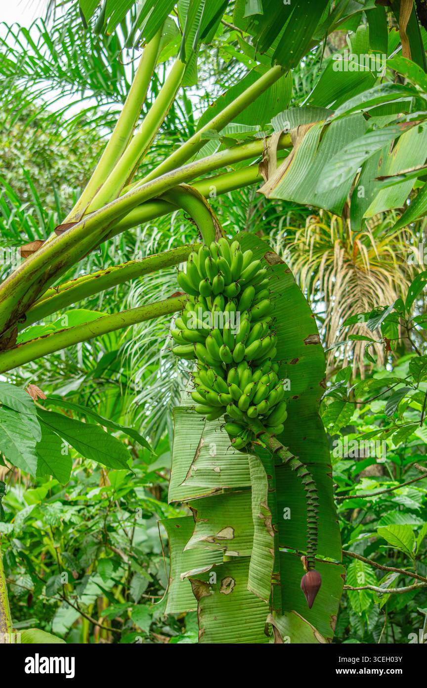 A vibrant bunch of green bananas hanging from a tree in a tropical ...