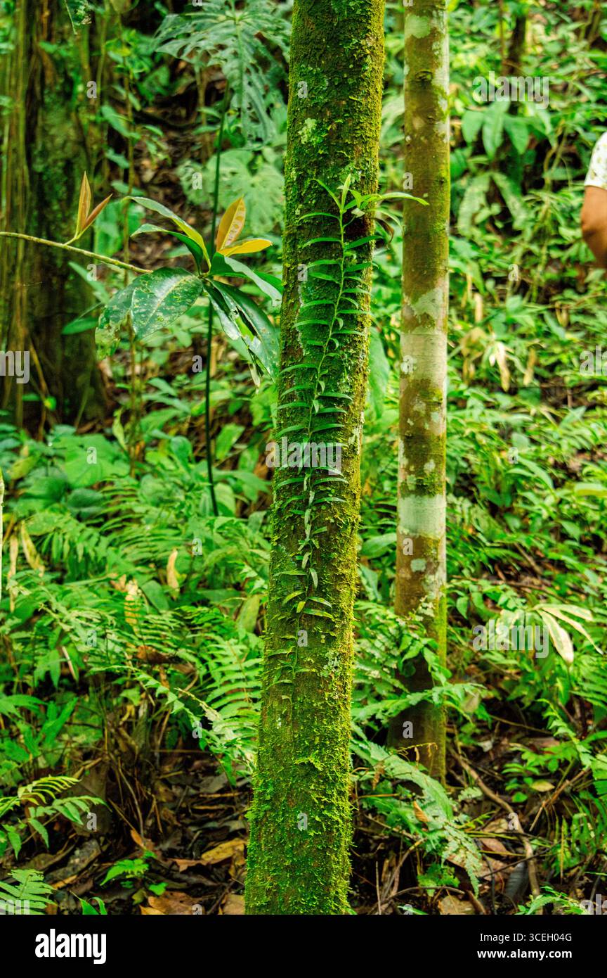A vibrant forest scene in Putumayo, Colombia, featuring tall trees and ...