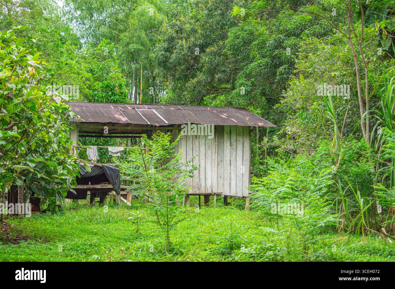 A rustic wooden hut surrounded by lush greenery in Putumayo, Colombia ...