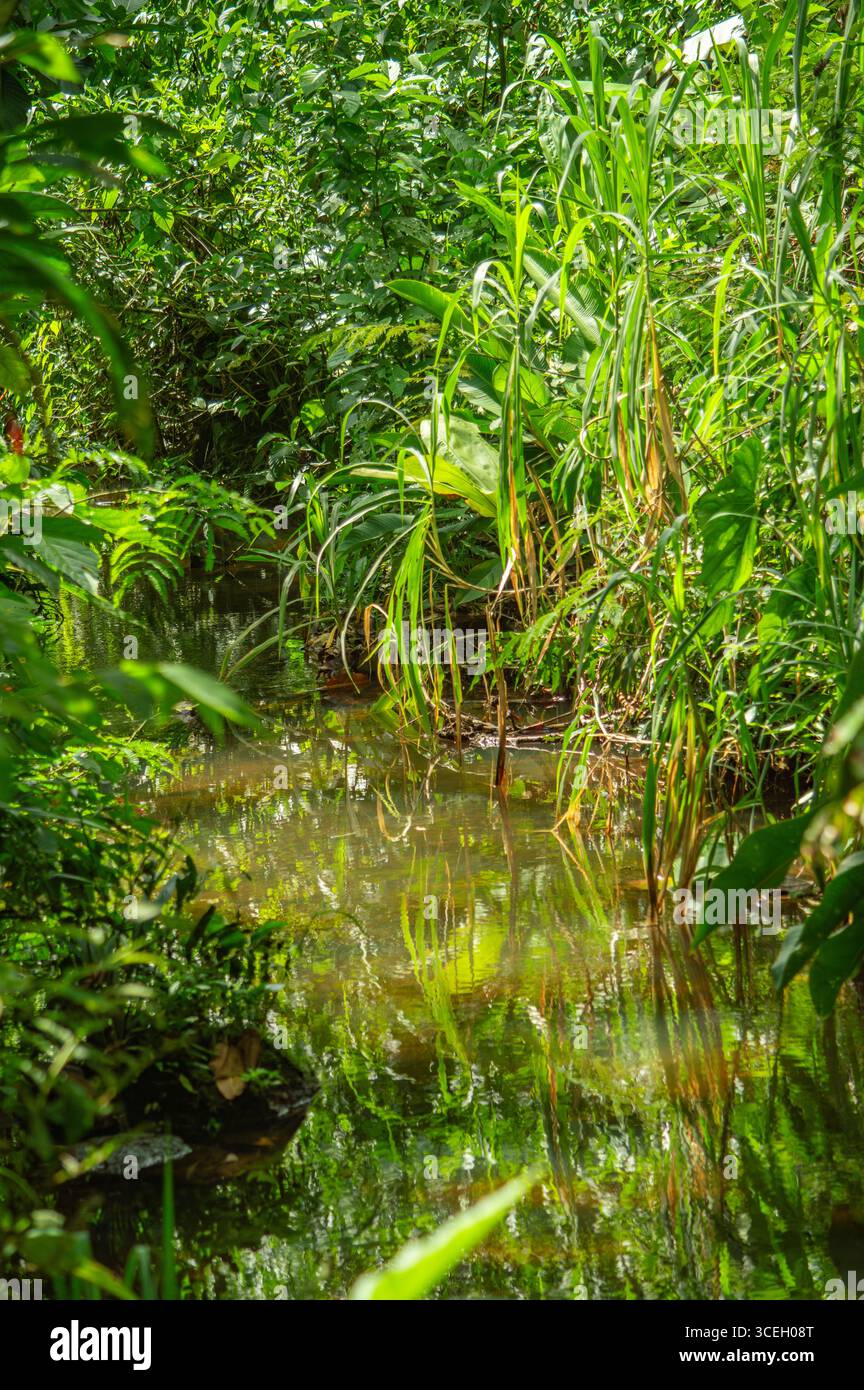 A serene view of a water stream surrounded by vibrant green vegetation ...