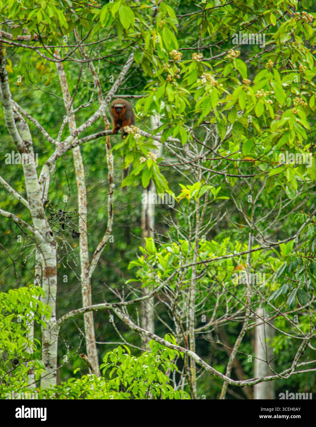 A close-up of a monkey perched on a branch amidst the lush greenery of ...