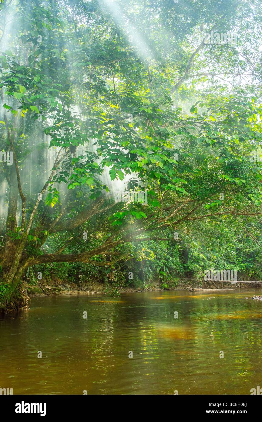 Colombia river through trees hi-res stock photography and images - Alamy