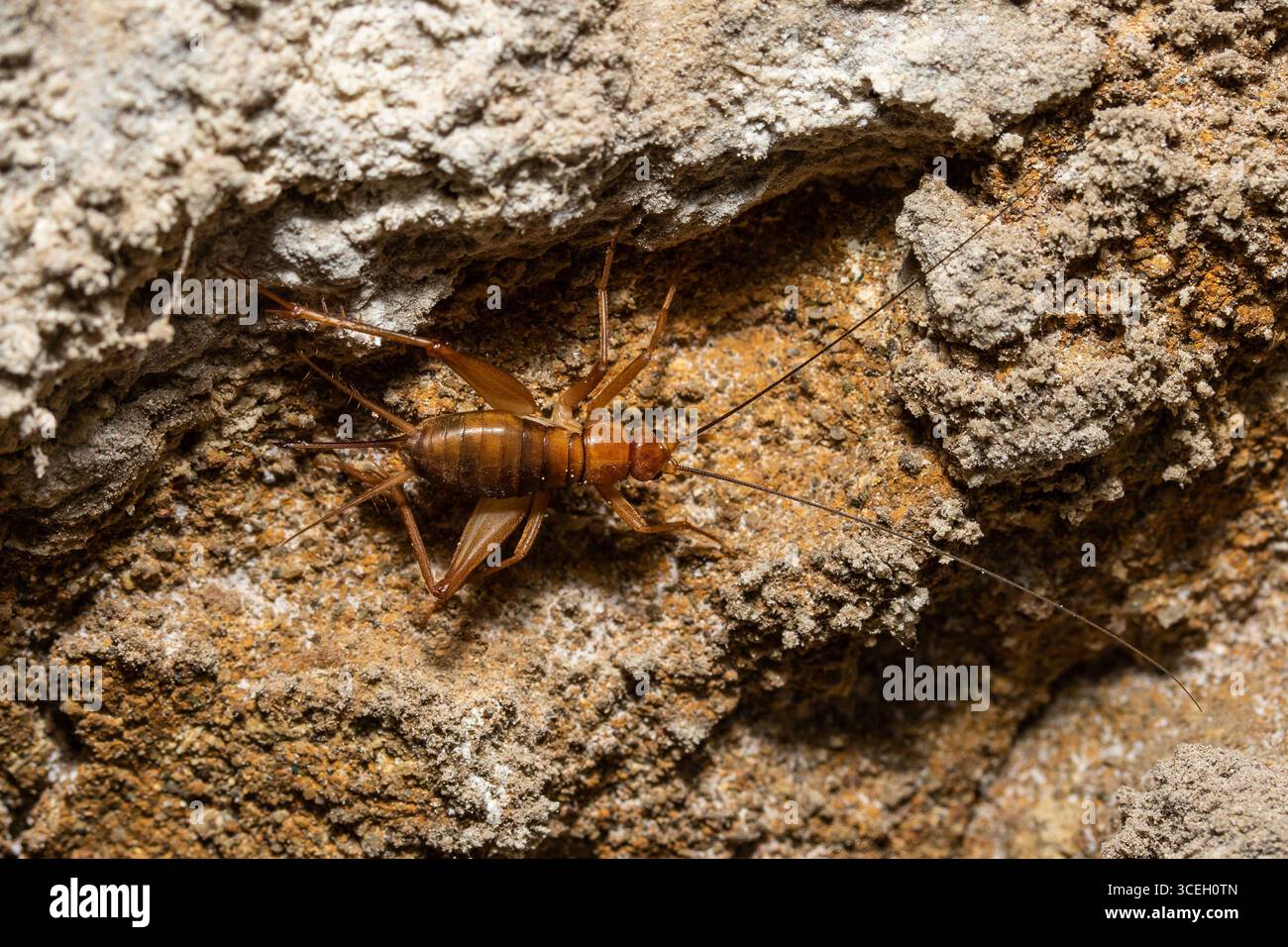 Rare and endemic insects in Greece Stock Photo - Alamy