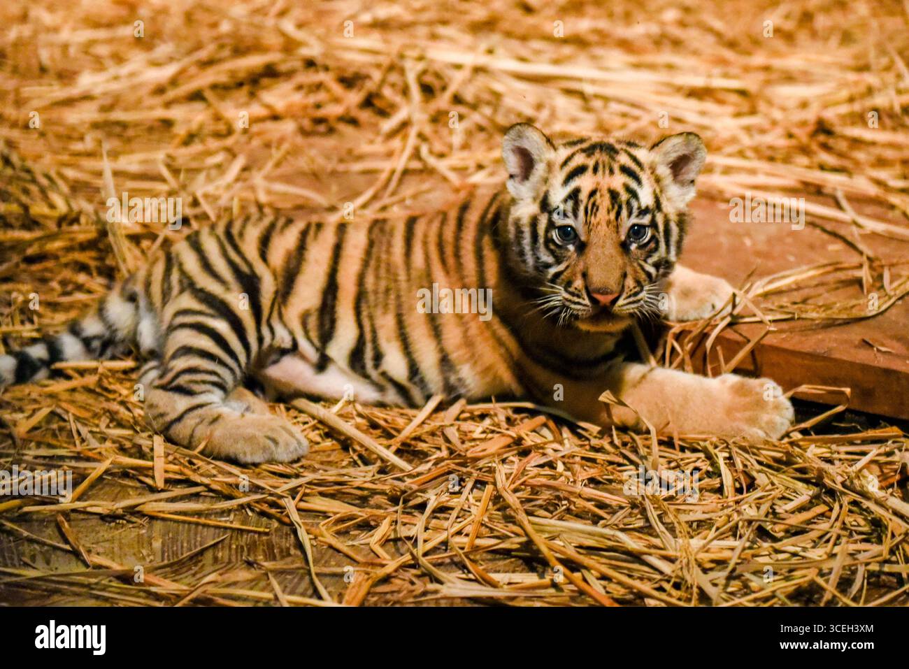 August 18, 2025, Bandung, West Java, Indonesia: One of two Bengal Tiger ...