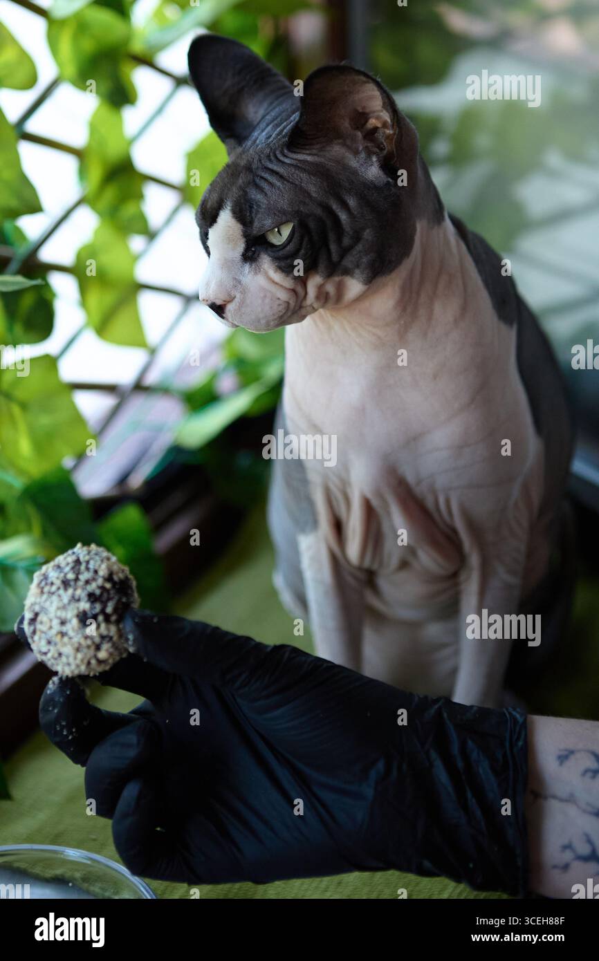 Vegan date, nut, raisin and cocoa sweets with a sphynx cat exploring ...