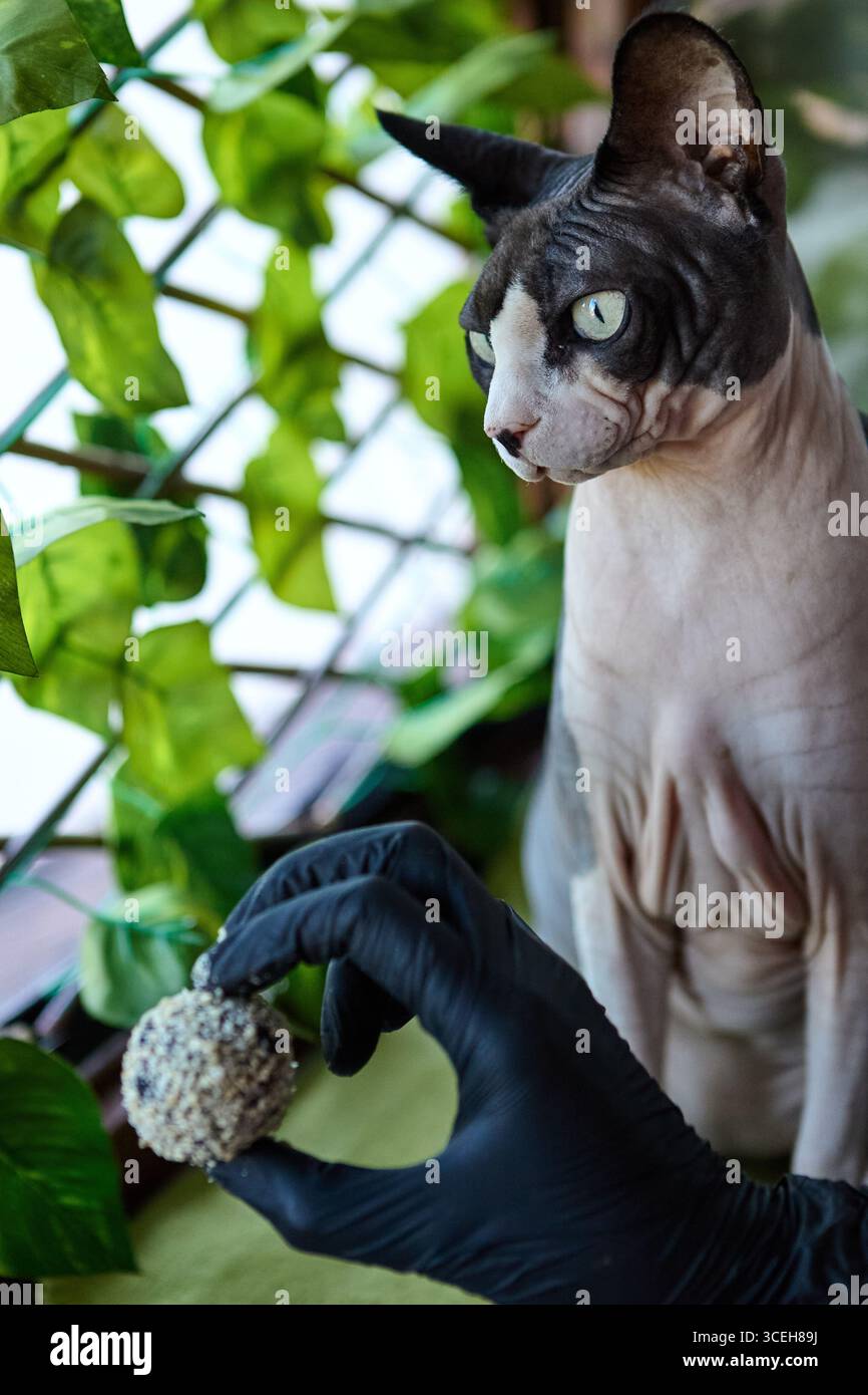 Vegan sweets made from dates, nuts, raisins and cocoa with a sphynx cat ...