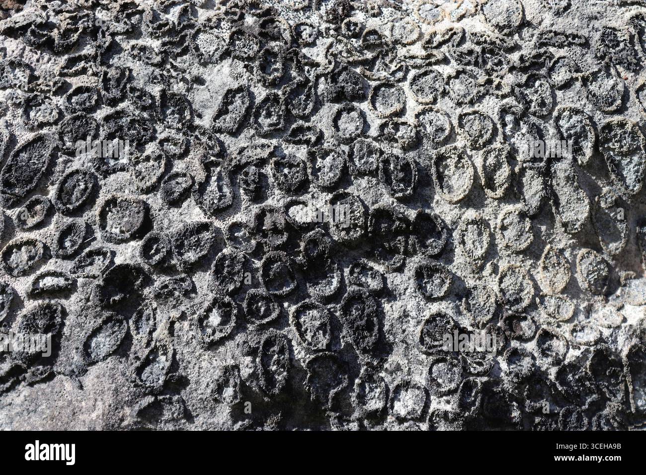 Fossilized rugose Colonial Coral Lithostrotion junceum Stock Photo - Alamy