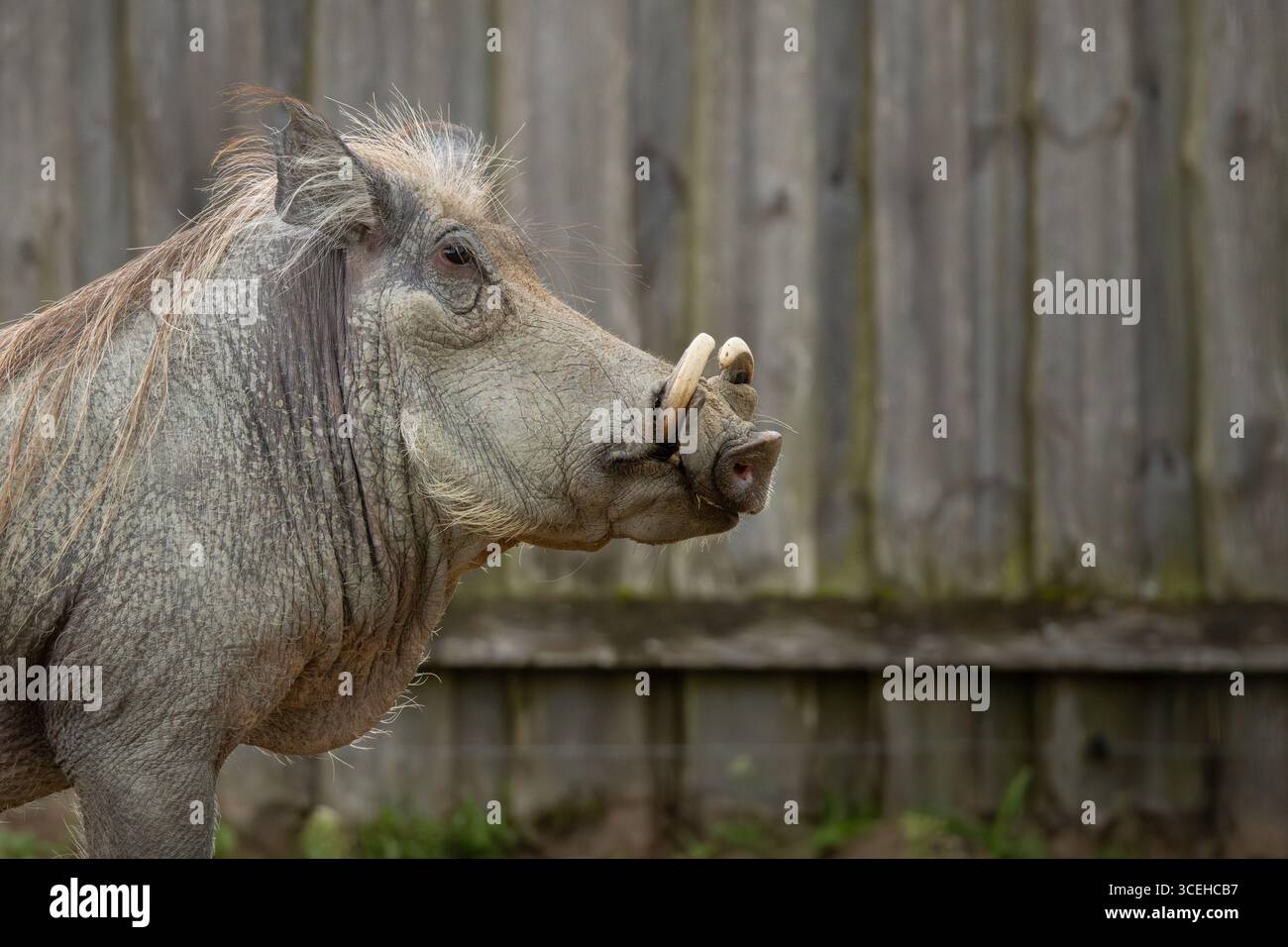 Warthog with big tusks and hairy face close-up in sunlight Stock Photo ...
