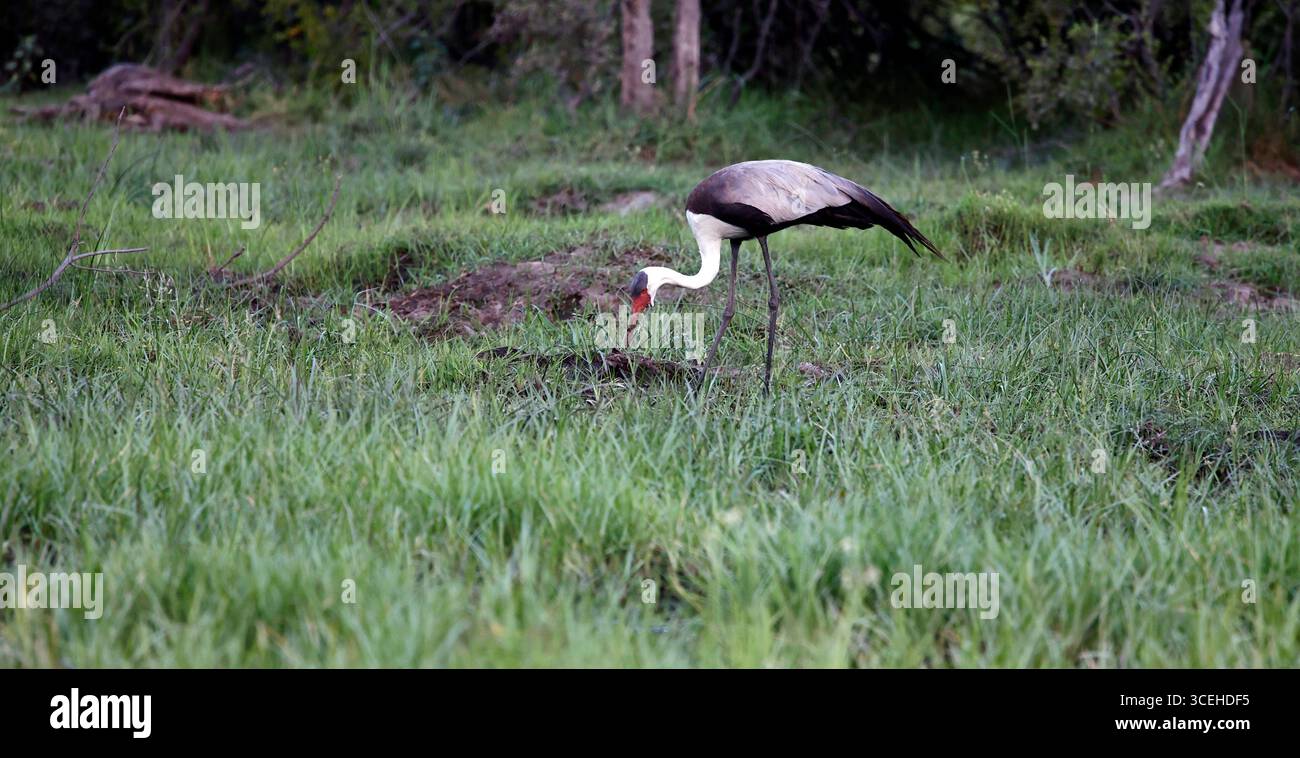 Wattled crane photos hi-res stock photography and images - Alamy