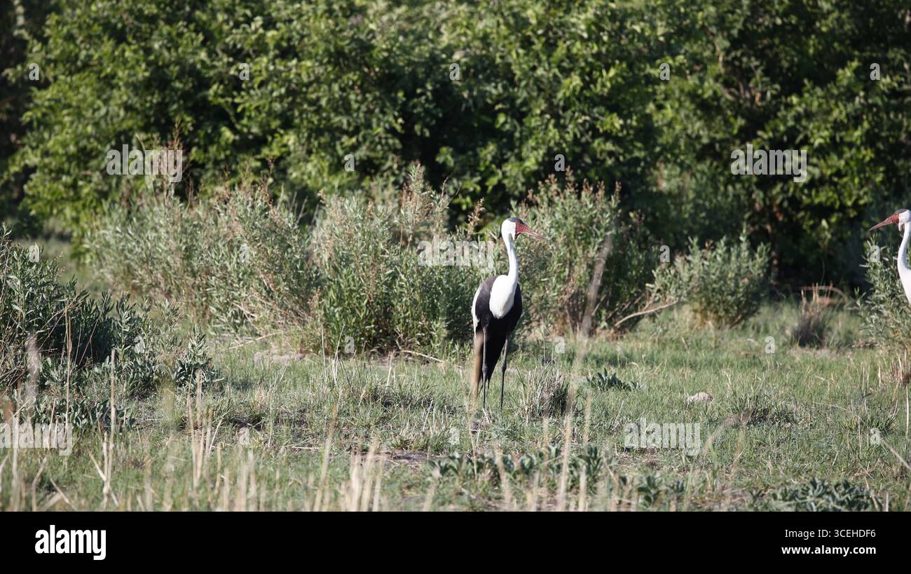 Wattled crane fishing in the Okavango delta Stock Photo - Alamy