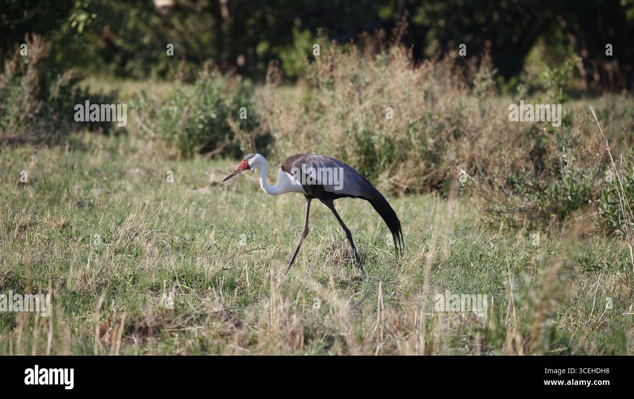 Wattled crane fishing in the Okavango delta Stock Photo - Alamy