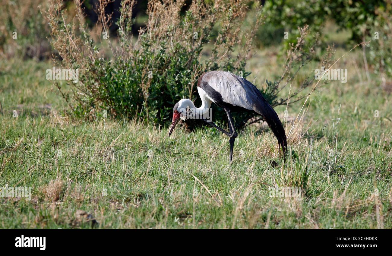 Wattled crane perched hi-res stock photography and images - Alamy