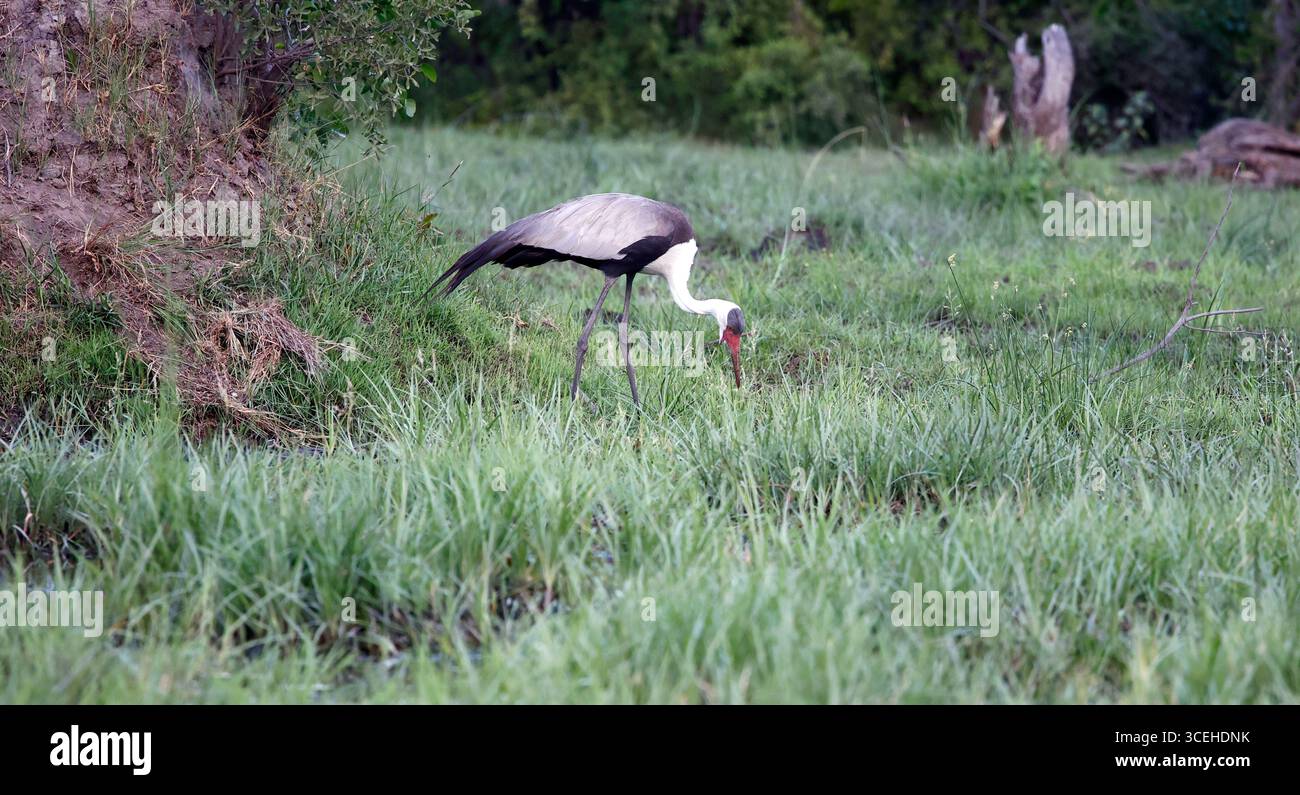 Wattled crane perched hi-res stock photography and images - Alamy