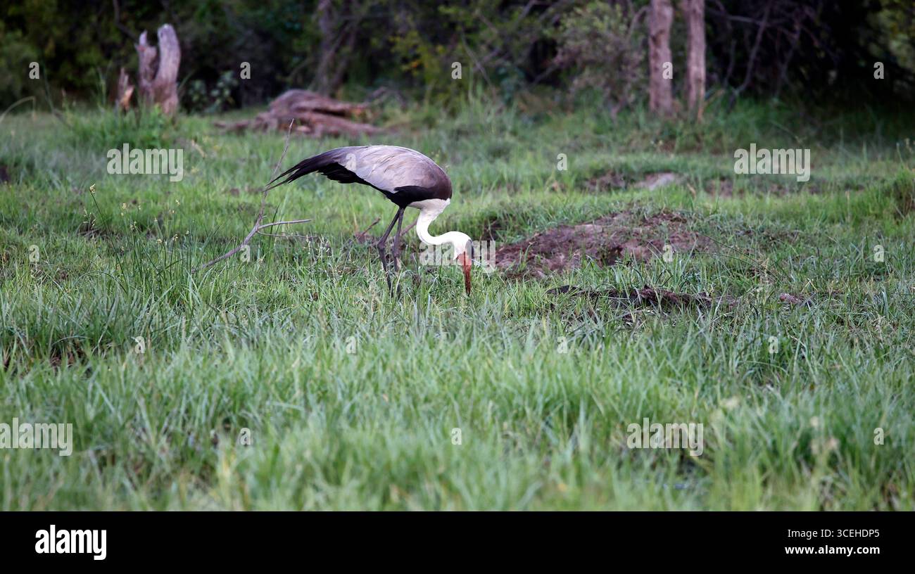 Wattled crane fishing in the Okavango delta Stock Photo - Alamy