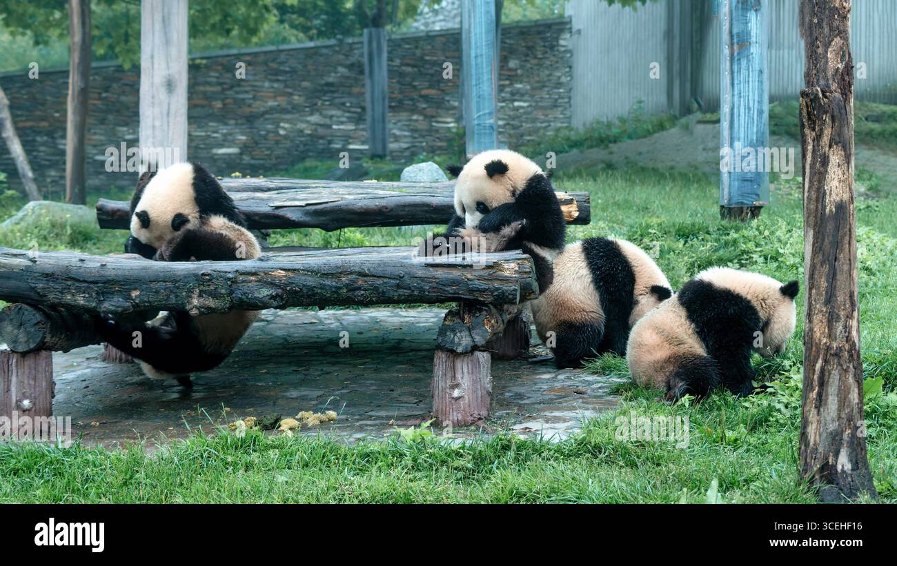 Giant pandas play at Shenshuping base in Aba Prefecture, southwest ...