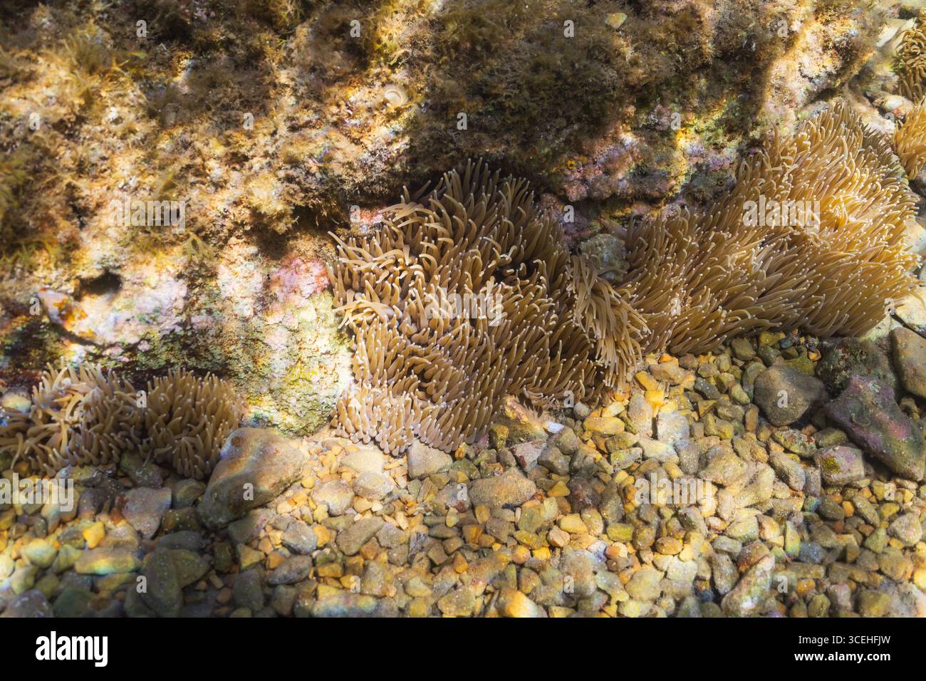 A detailed underwater view of a sea anemone colony with flowing ...