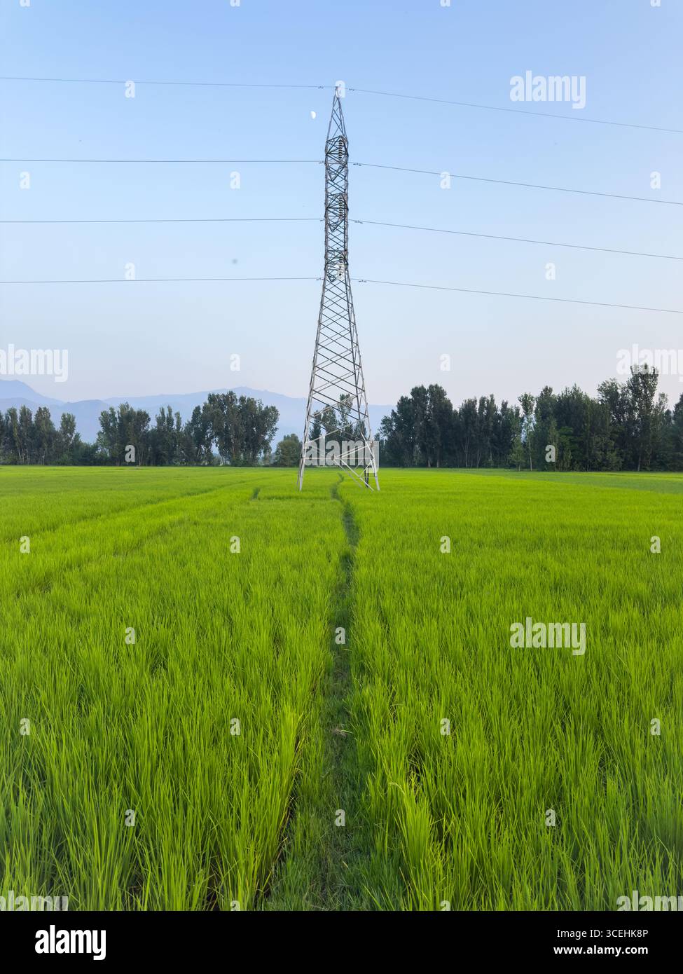 Green Rice Field with Electricity Transmission Tower in Countryside ...