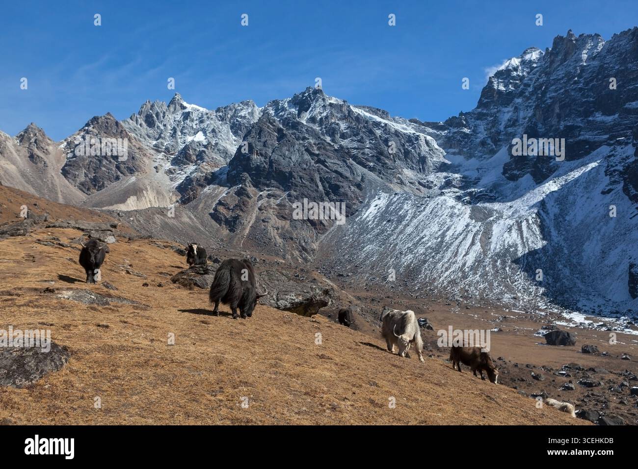 Group of black and white Nepali yaks grazing on the pasture on a slope ...