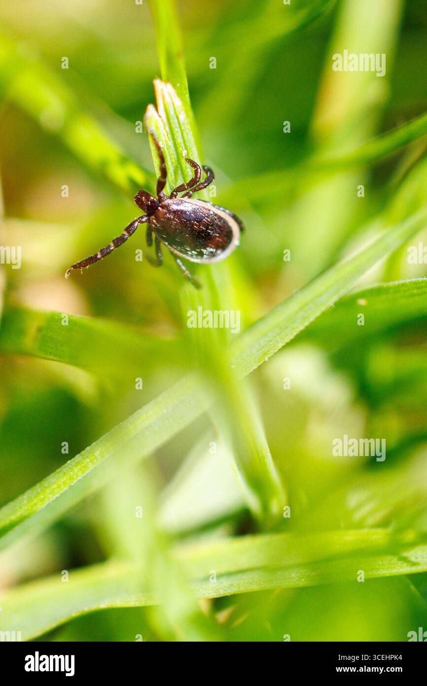 12 August 2025, Lower Saxony, Norden: A tick (common wood tick, Ixodes ...