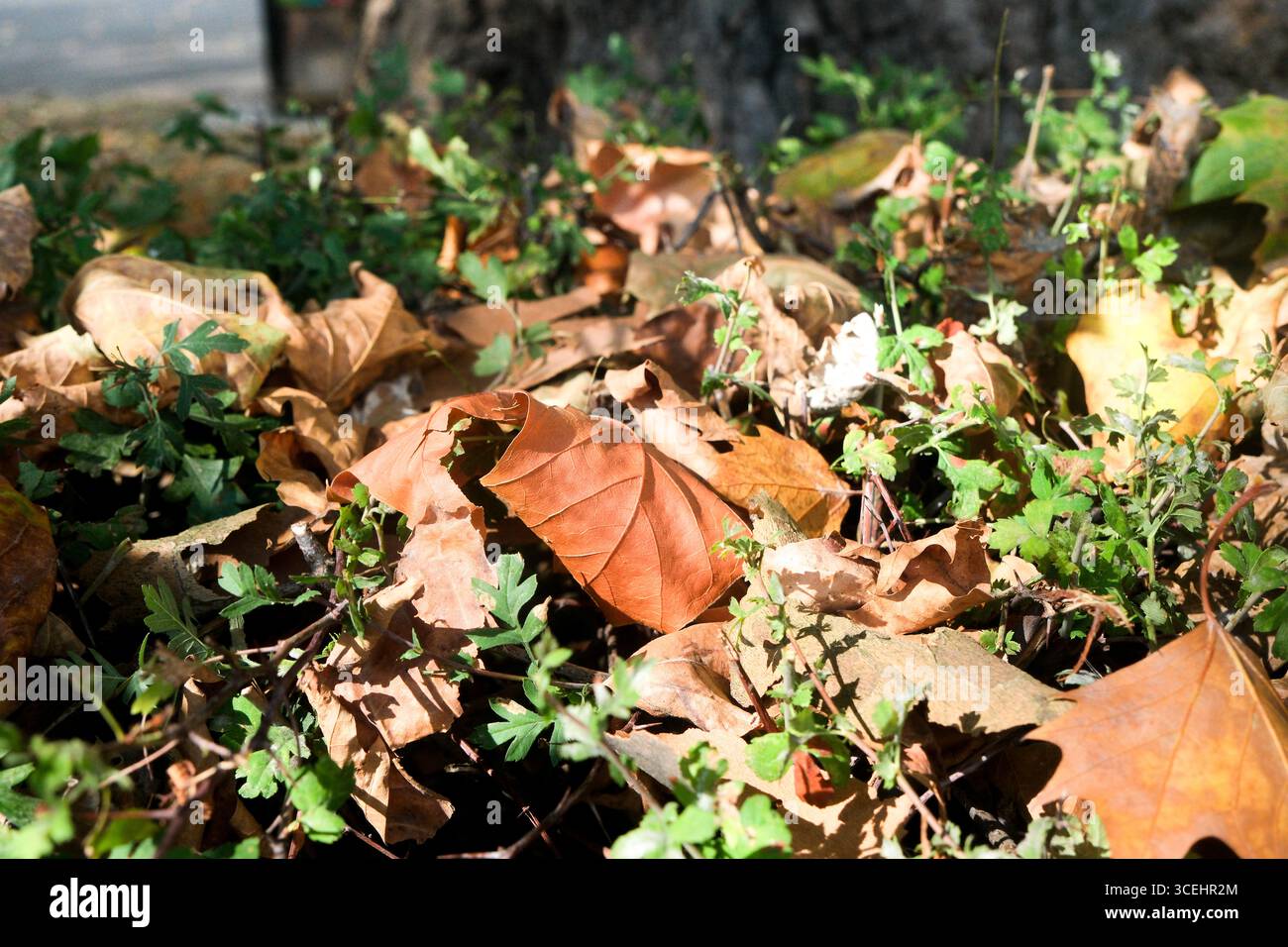 London, UK. 18th Aug 2025. UK Weather: Signs of early autumn, fallen ...