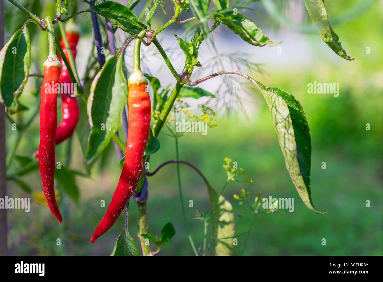 Pods of hot red pepper on the branches of a green bush Stock Photo - Alamy