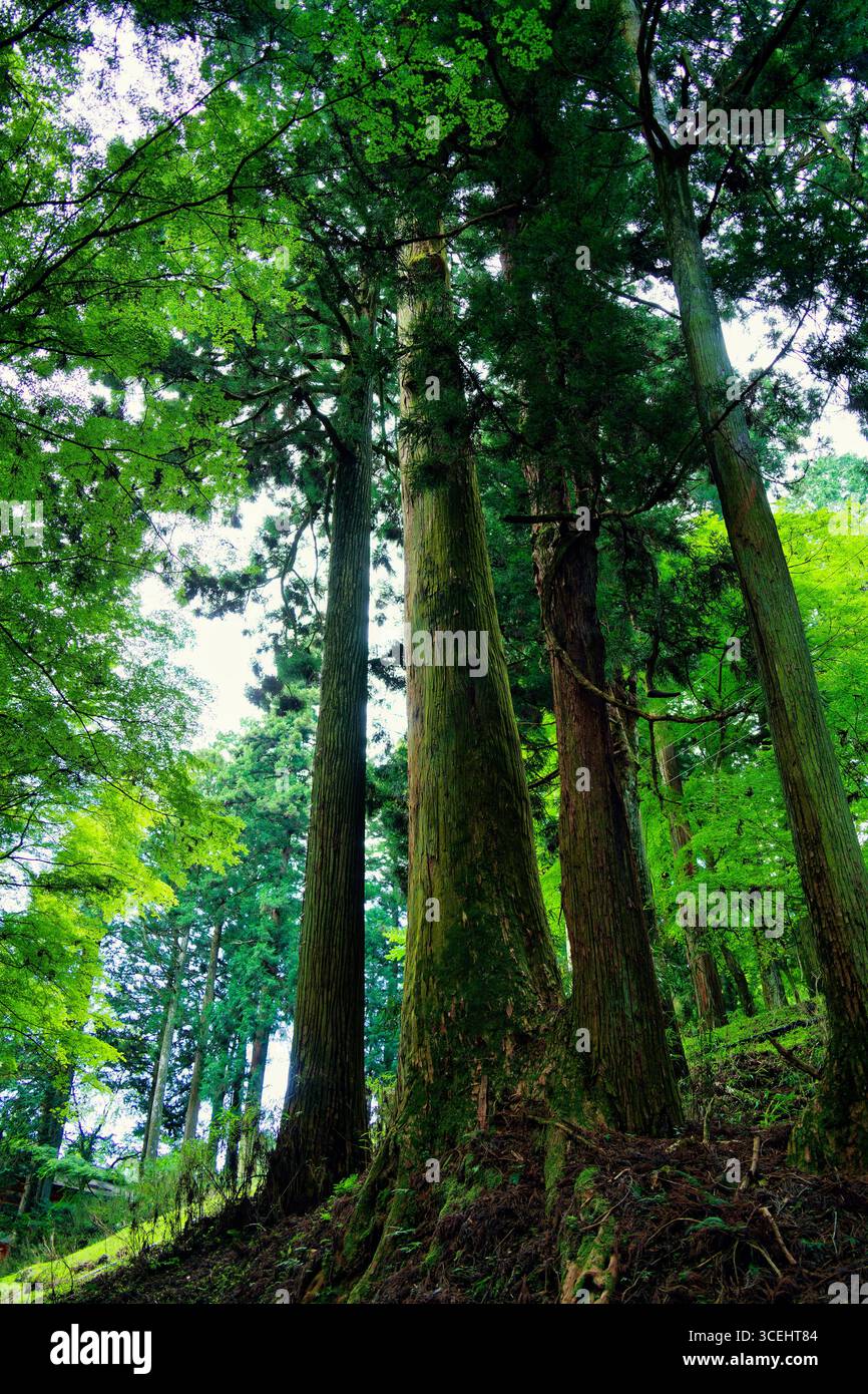 The World Cultural Heritage Site, Enryaku-ji Temple on Mount Hieizen ...