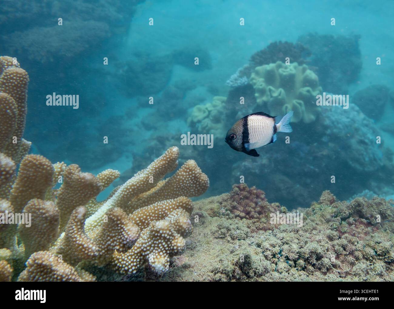 Reticulated Damselfish on Ningaloo Coral Reef, Western Australia ...