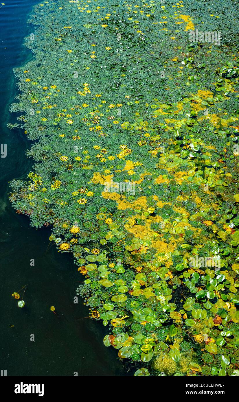 Green and yellow aquatic plants forming a colorful natural pattern on ...
