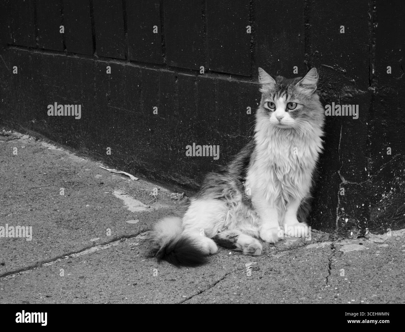 Long fur feline Black and White Stock Photos & Images - Alamy