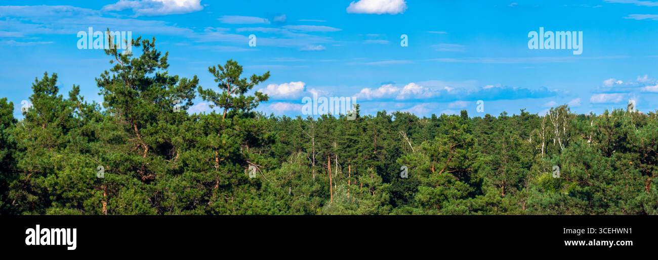 Evergreen coniferous trees growing in wild woodland under sunny sky ...