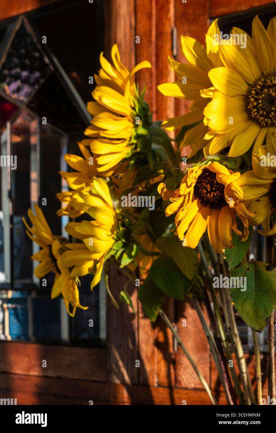 Bouquet of sunflowers resting against a rustic wooden window with ...