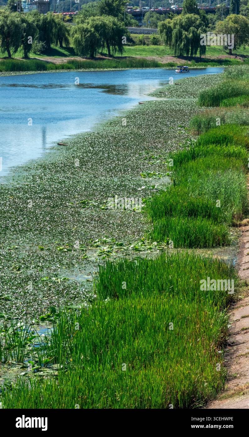 Duckweed covering the surface of a river, with lush grass growing along ...
