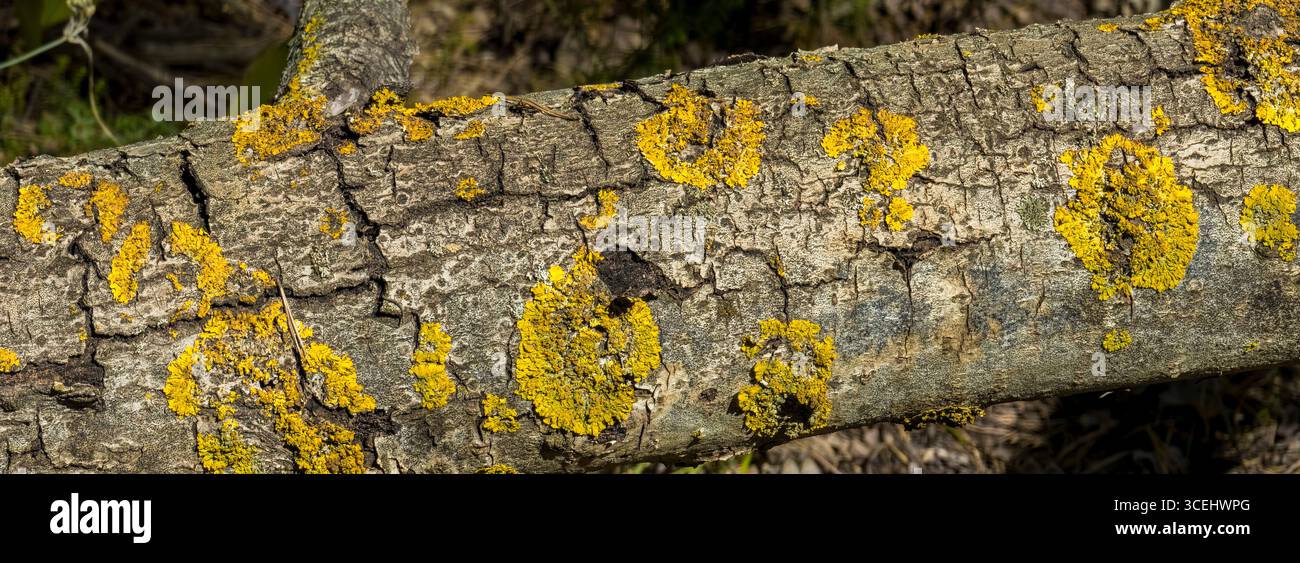 Close-up of Xanthoria parietina, a common orange lichen, thriving on ...