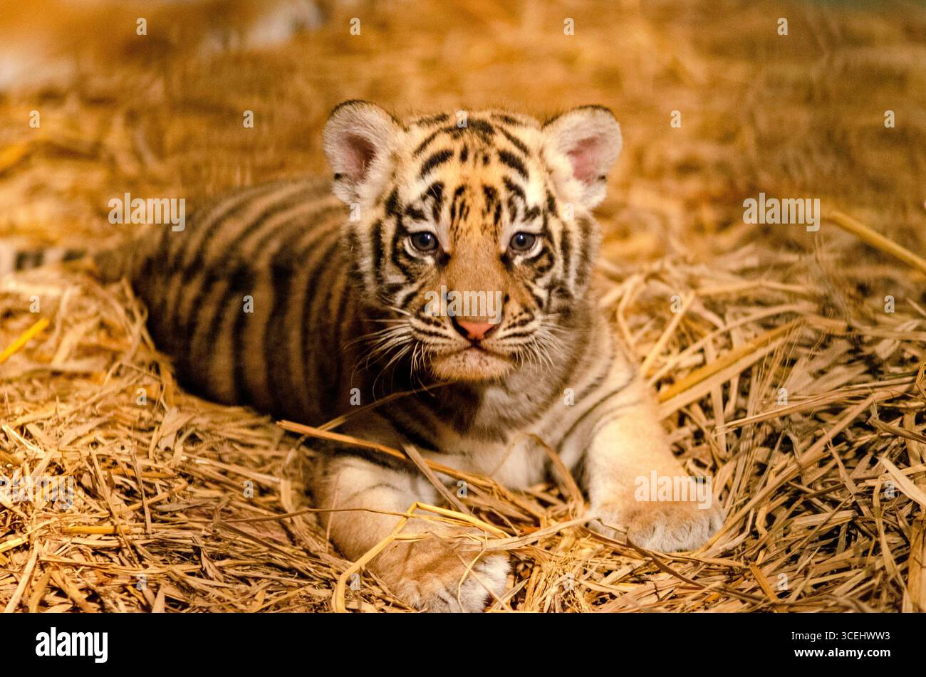 (250818) -- BANDUNG, Aug. 18, 2025 (Xinhua) -- A Bengal tiger cub is ...