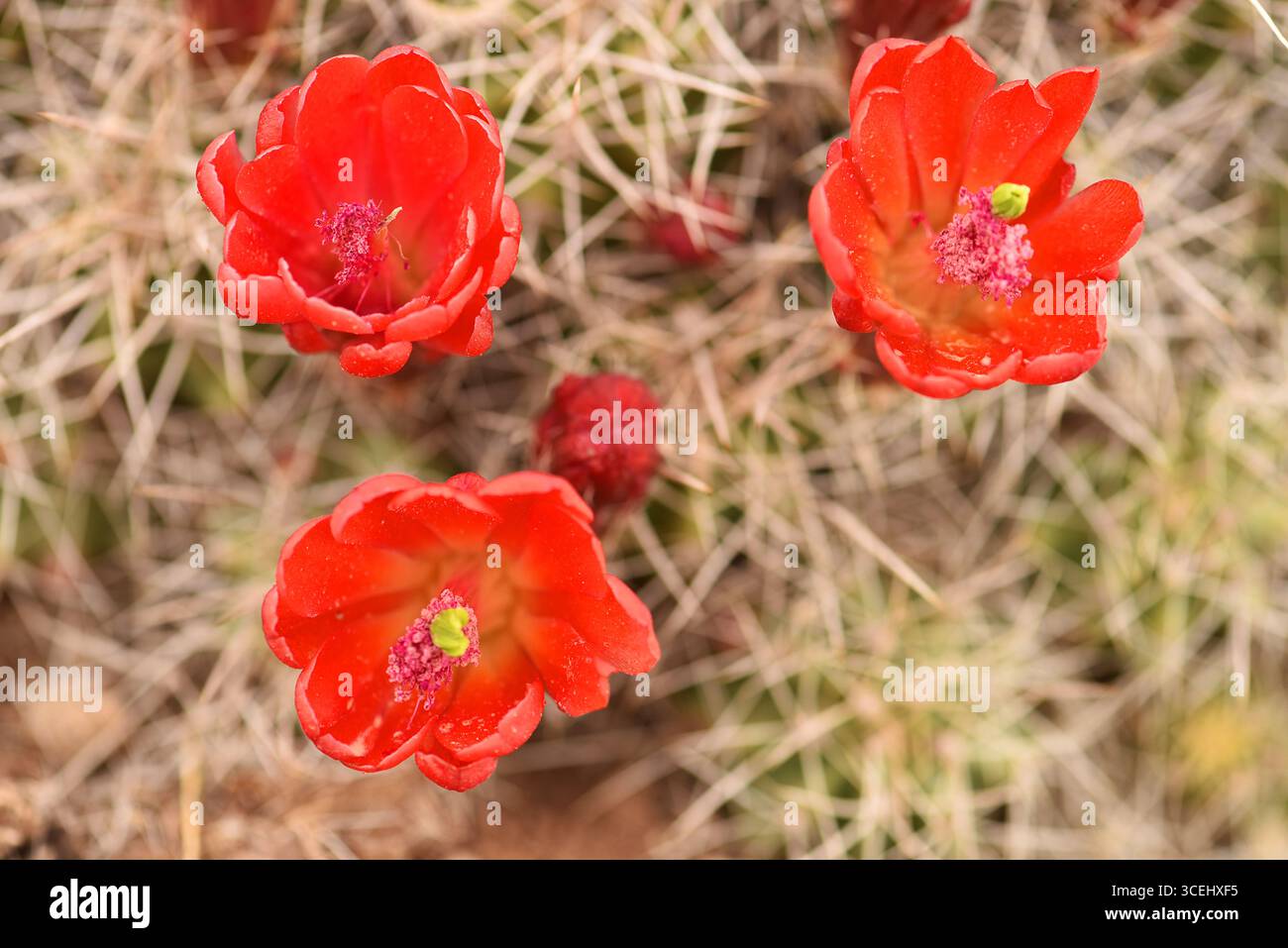 Scarlet Hedgehog (Echinocereus coccineus) in bloom. Also called ...