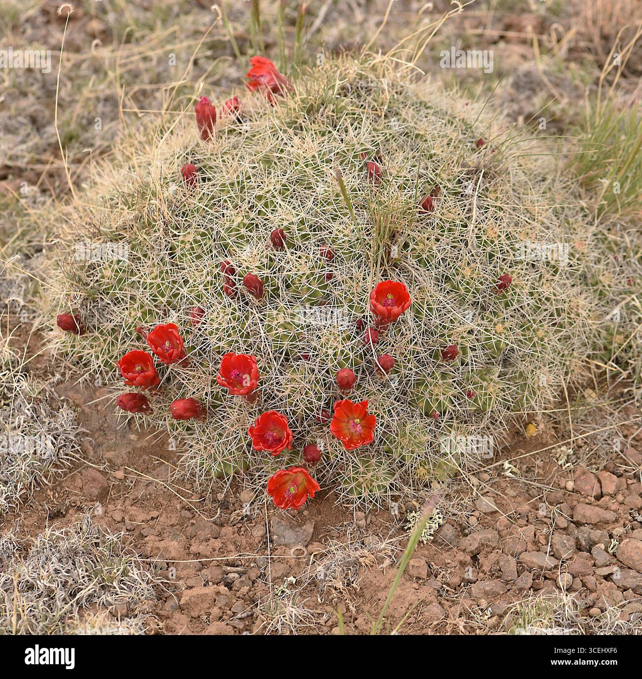 Scarlet Hedgehog (Echinocereus coccineus) in bloom. Also called ...