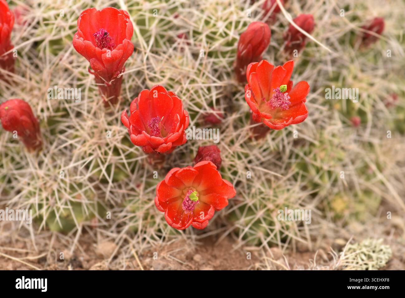Scarlet Hedgehog (Echinocereus coccineus) in bloom. Also called ...