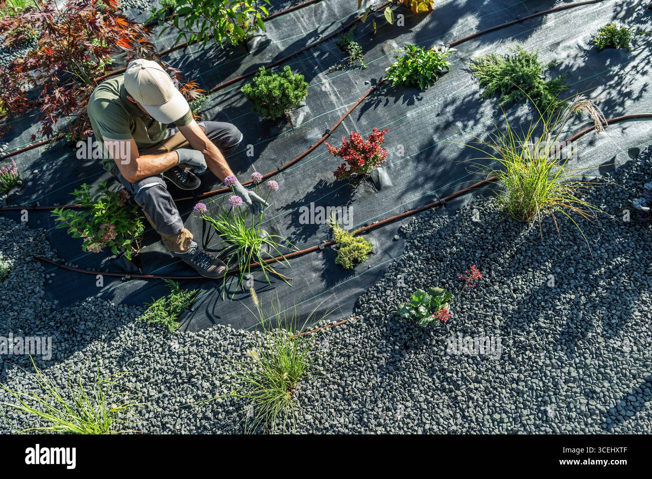 A gardener carefully places various plants into the soil of a sloped ...