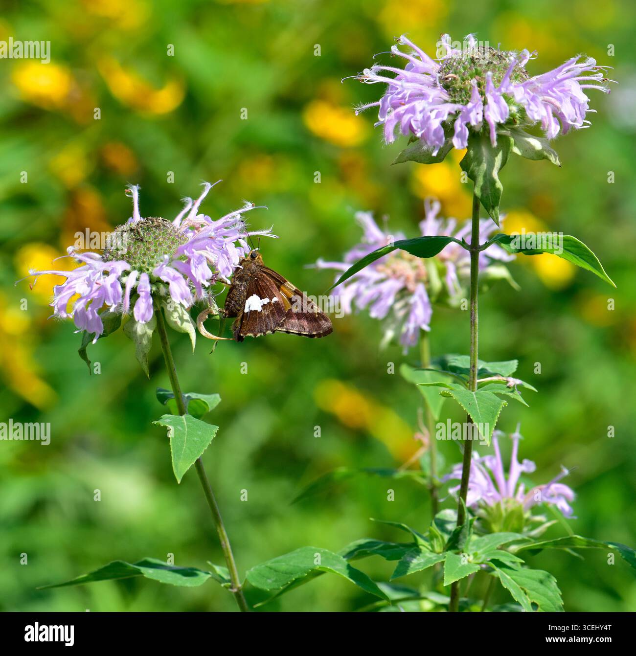 Prothoracic shield hi-res stock photography and images - Alamy