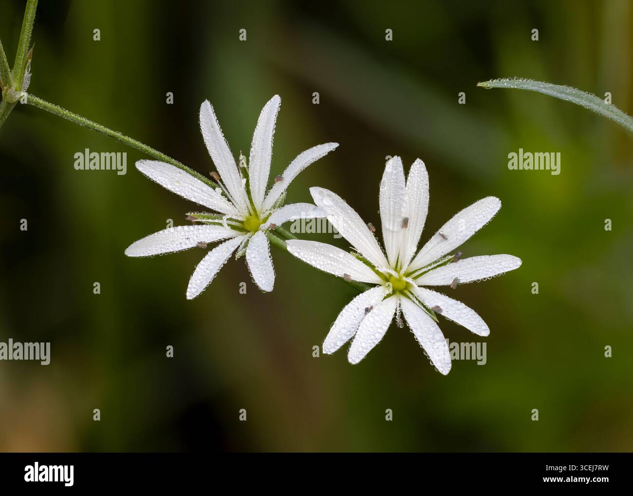 Wildflowers stellaria palustris hi-res stock photography and images - Alamy